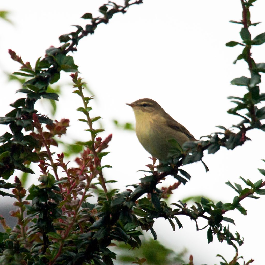 What Birds I Spotted Today – Edinburgh Garden Bird List